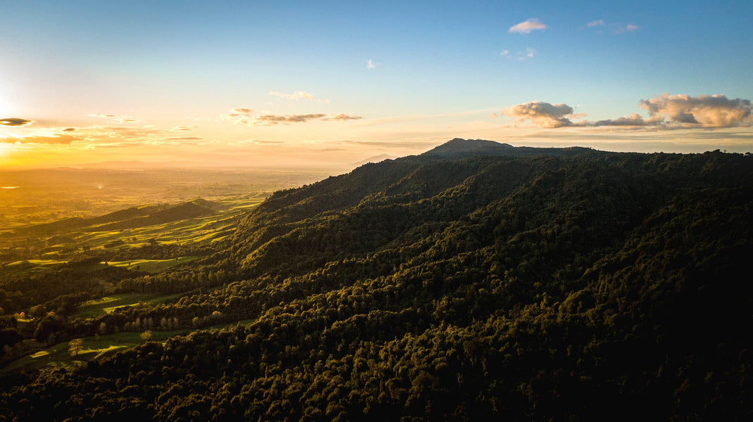 Our Story – NZ Kaimai Gold